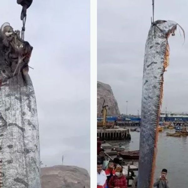 Clip: Ngư dân bắt được cá mái chèo khổng lồ dài gần 5 mét trên biển