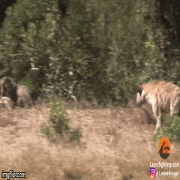 Lion Attacking Prey Gif